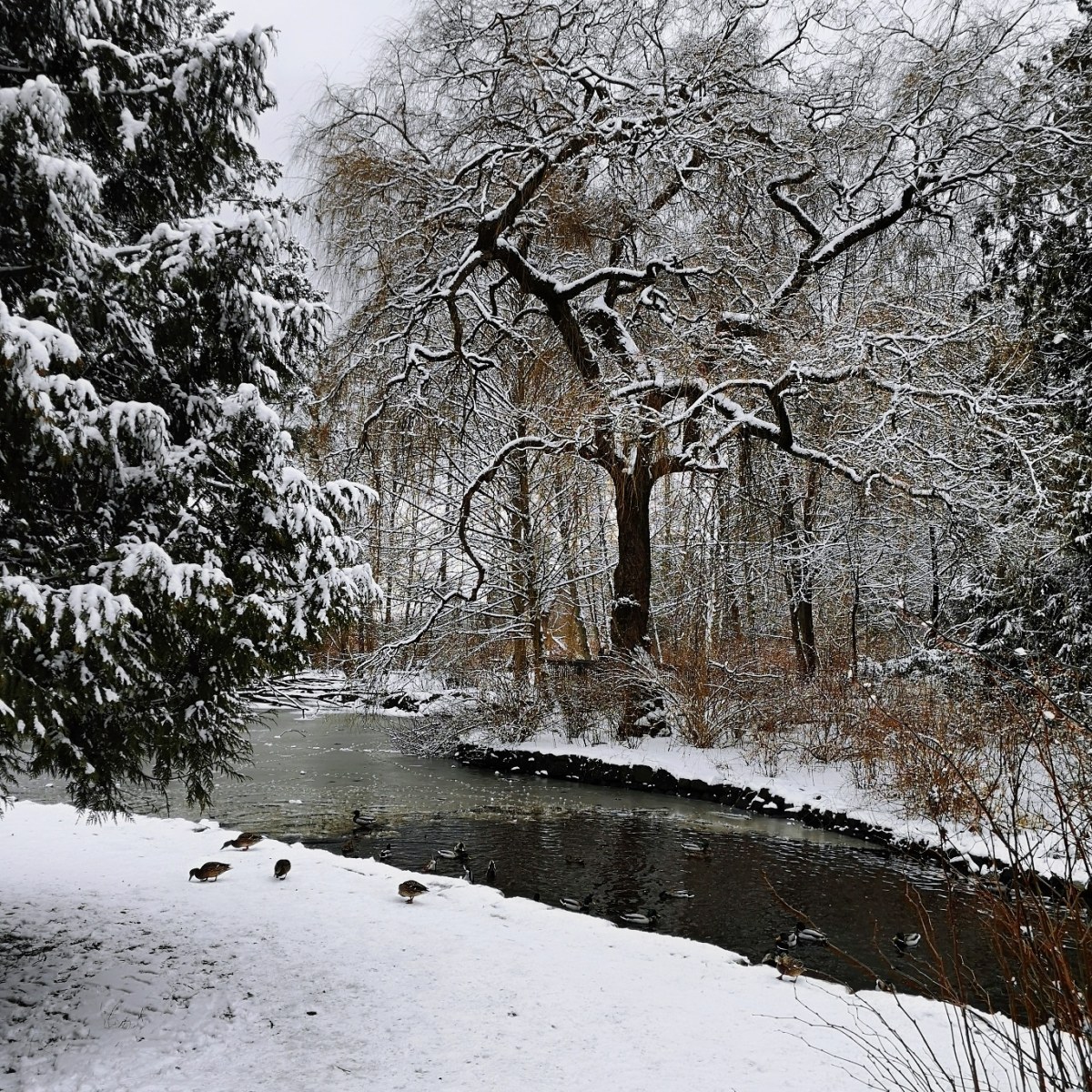 Snow Day! A Wintry Walk – CravenWild