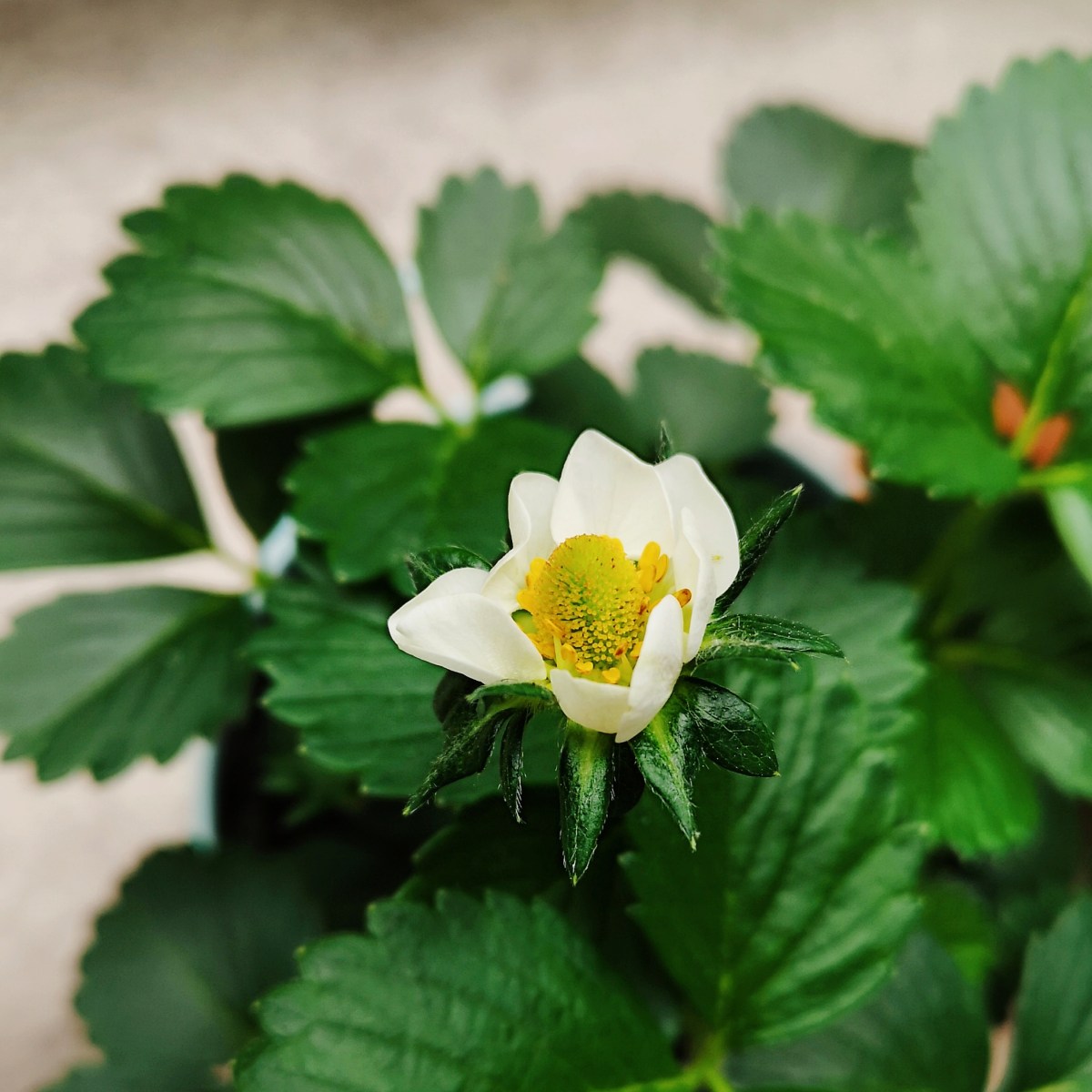 Blooms on the Balcony – CravenWild